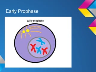 Mitosis Flipbook By: Jordyn Reeves | PDF