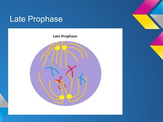 Mitosis Flipbook By: Jordyn Reeves | PDF