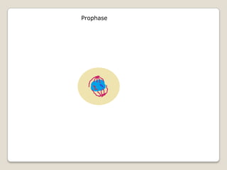 Mitosis flipbook | PPTX