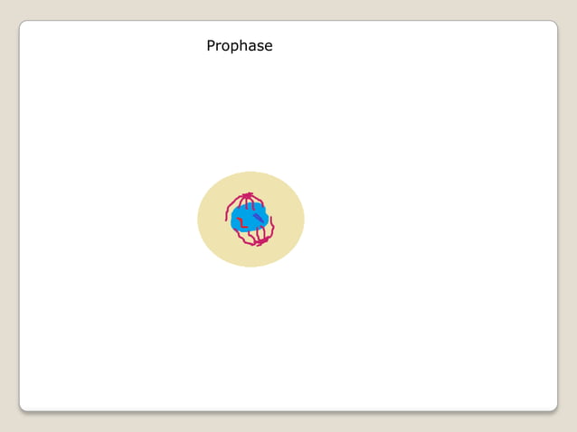 Mitosis flipbook | PPTX