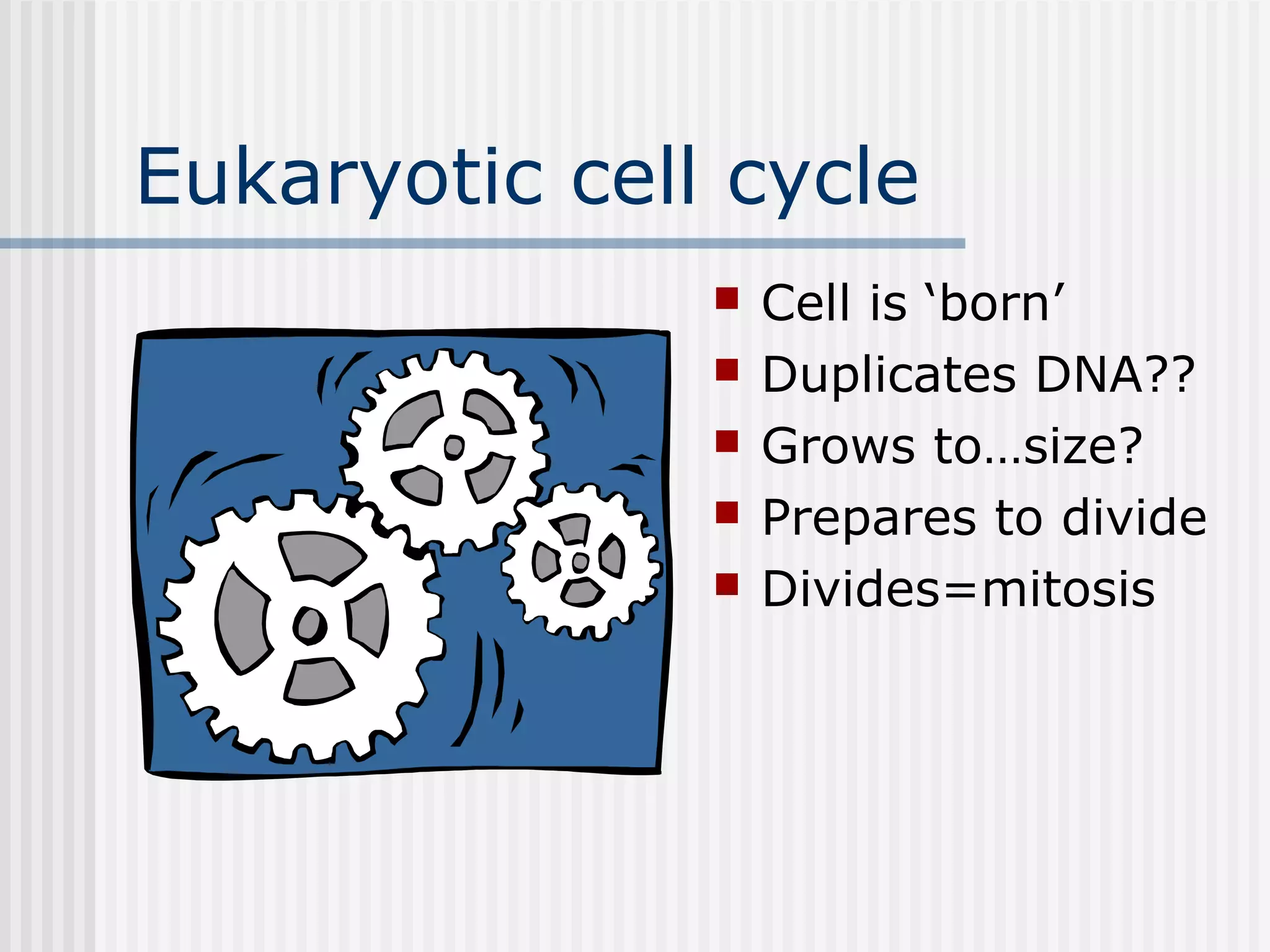 Mitosis ii | PPT