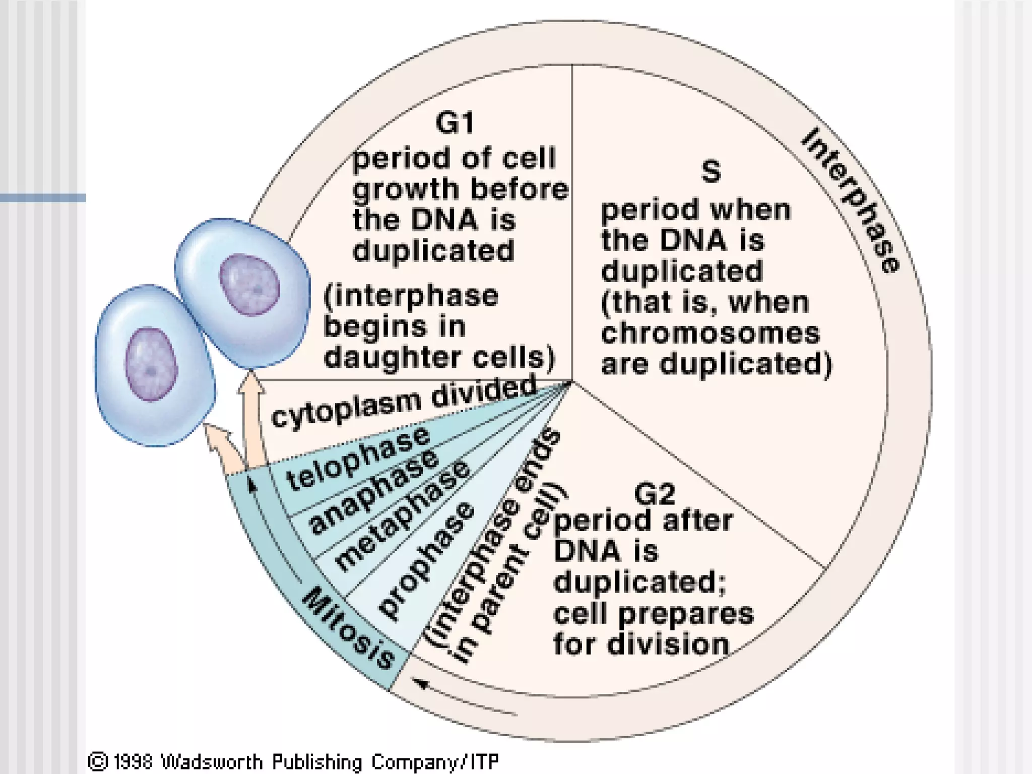 Mitosis ii | PPT