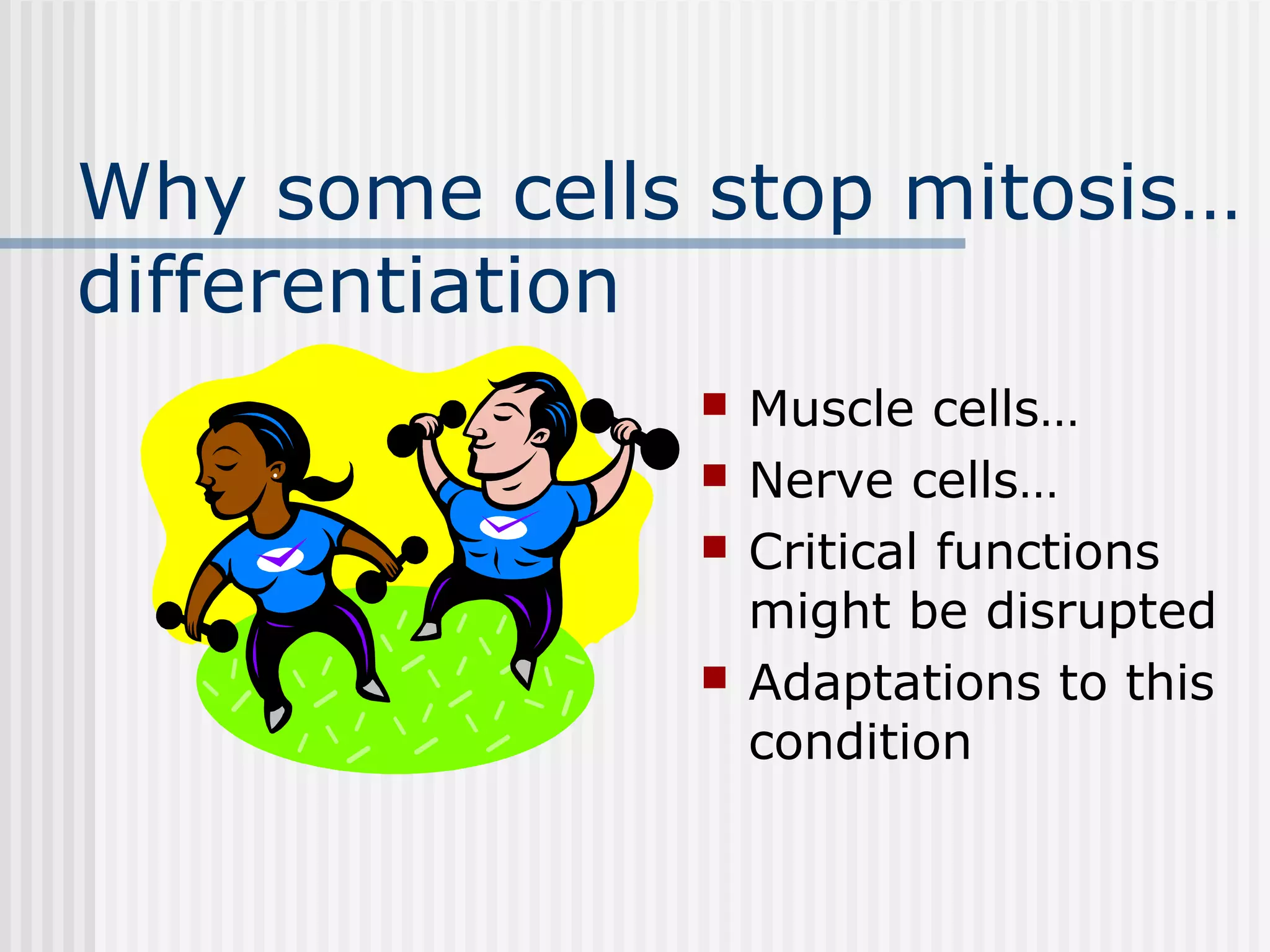 Mitosis ii | PPT