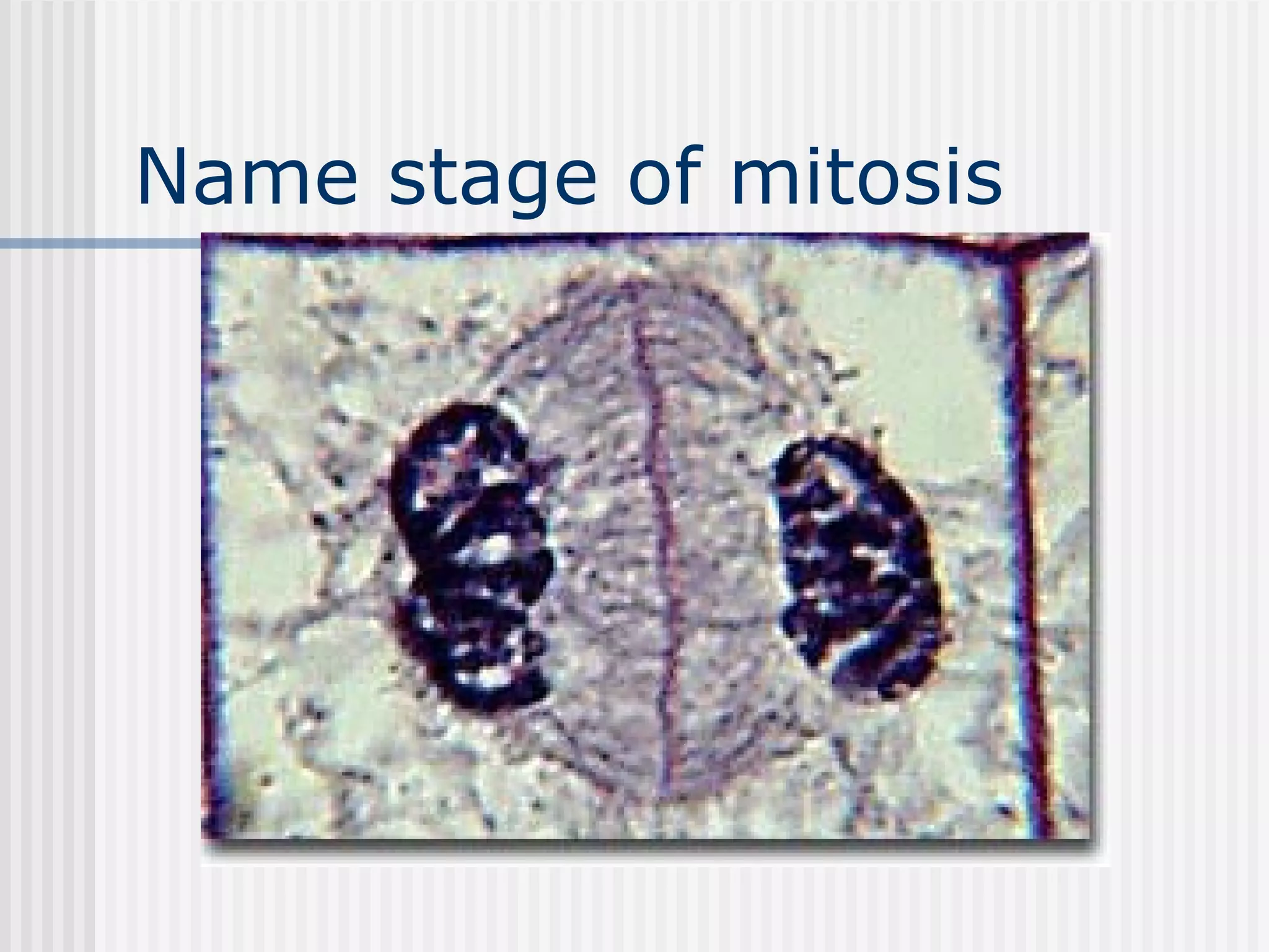 Mitosis ii | PPT