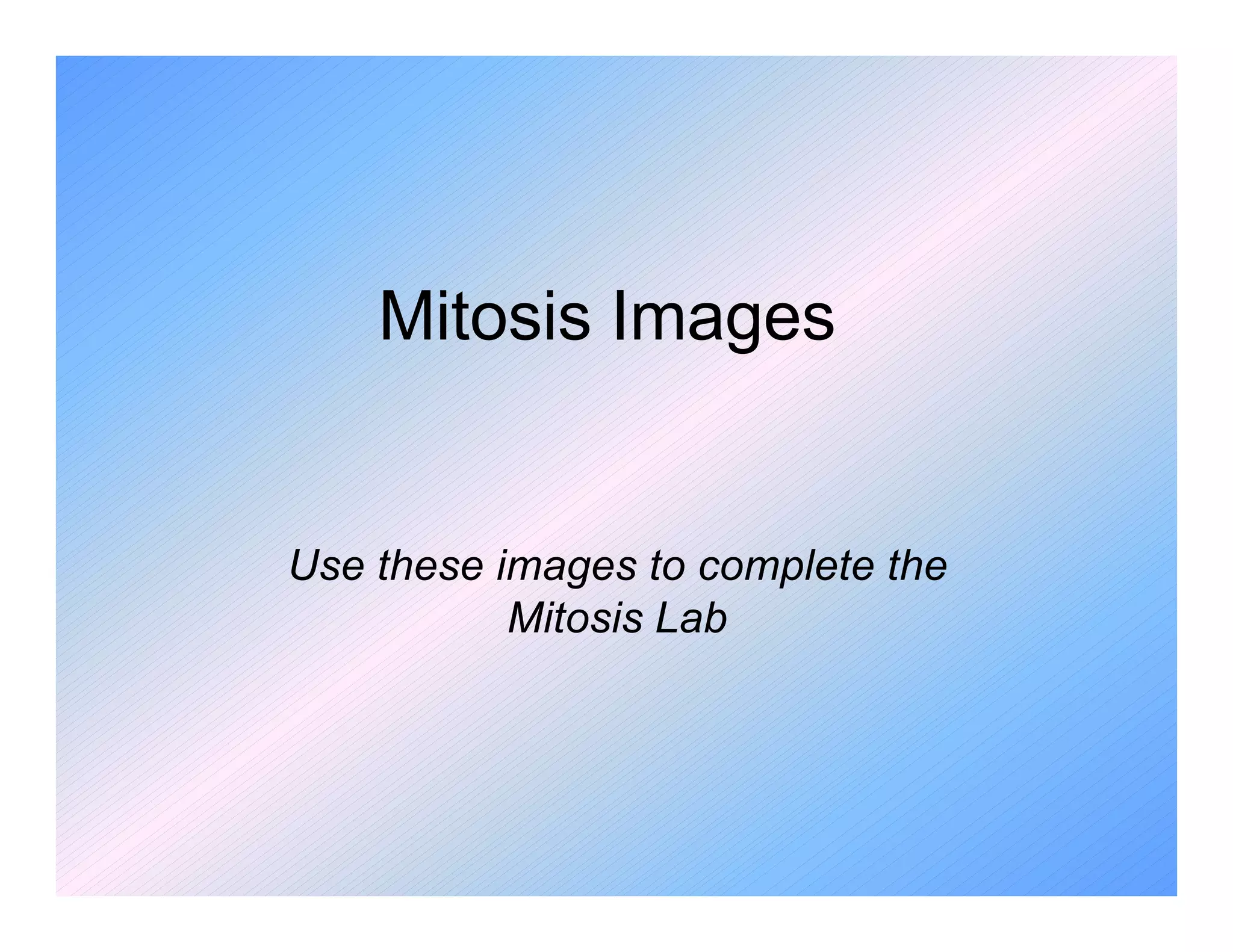 Mitosis Images - Pre Lab Reference | PDF | Biological Sciences | Science
