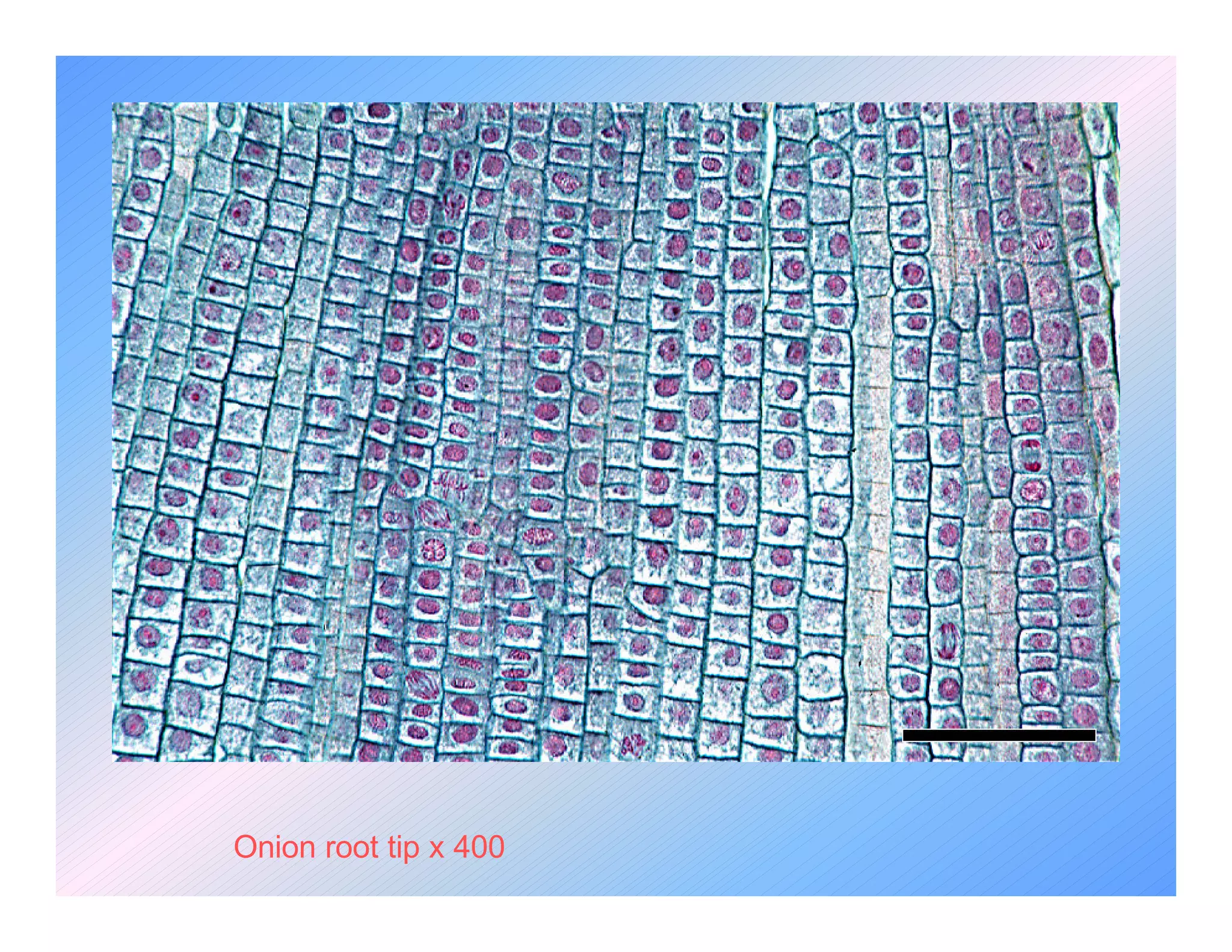 Mitosis Images - Pre Lab Reference | PDF
