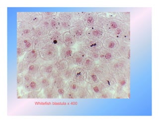 Mitosis Images - Pre Lab Reference | PDF | Biological Sciences | Science