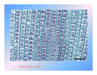 Mitosis Images - Pre Lab Reference | PDF | Biological Sciences | Science