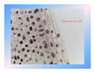 Mitosis Images - Pre Lab Reference | PDF | Biological Sciences | Science