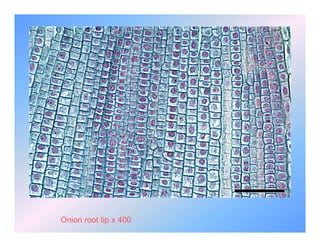 Mitosis Images - Pre Lab Reference | PDF | Biological Sciences | Science