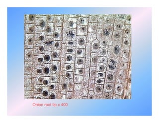 Mitosis Images - Pre Lab Reference | PDF | Biological Sciences | Science