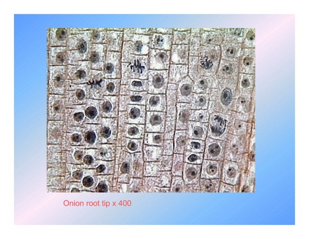 Mitosis Images - Pre Lab Reference | PDF | Biological Sciences | Science