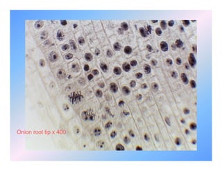 Mitosis Images - Pre Lab Reference | PDF | Biological Sciences | Science