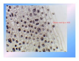 Mitosis Images - Pre Lab Reference | PDF | Biological Sciences | Science