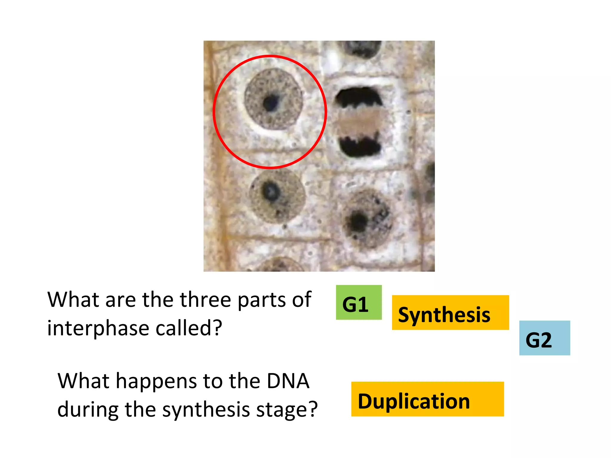Mitosis introduction | PPT