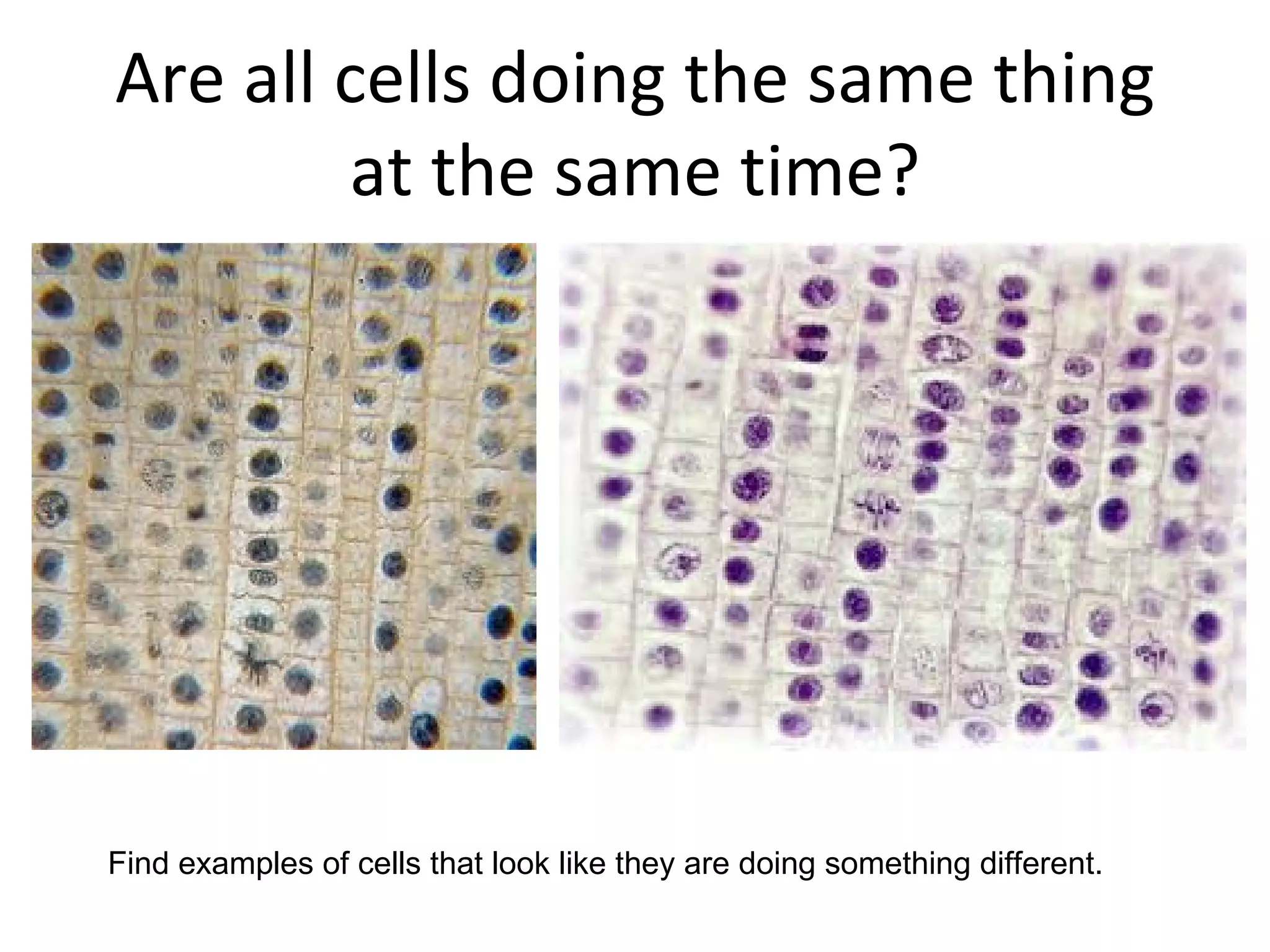 Mitosis introduction | PPT
