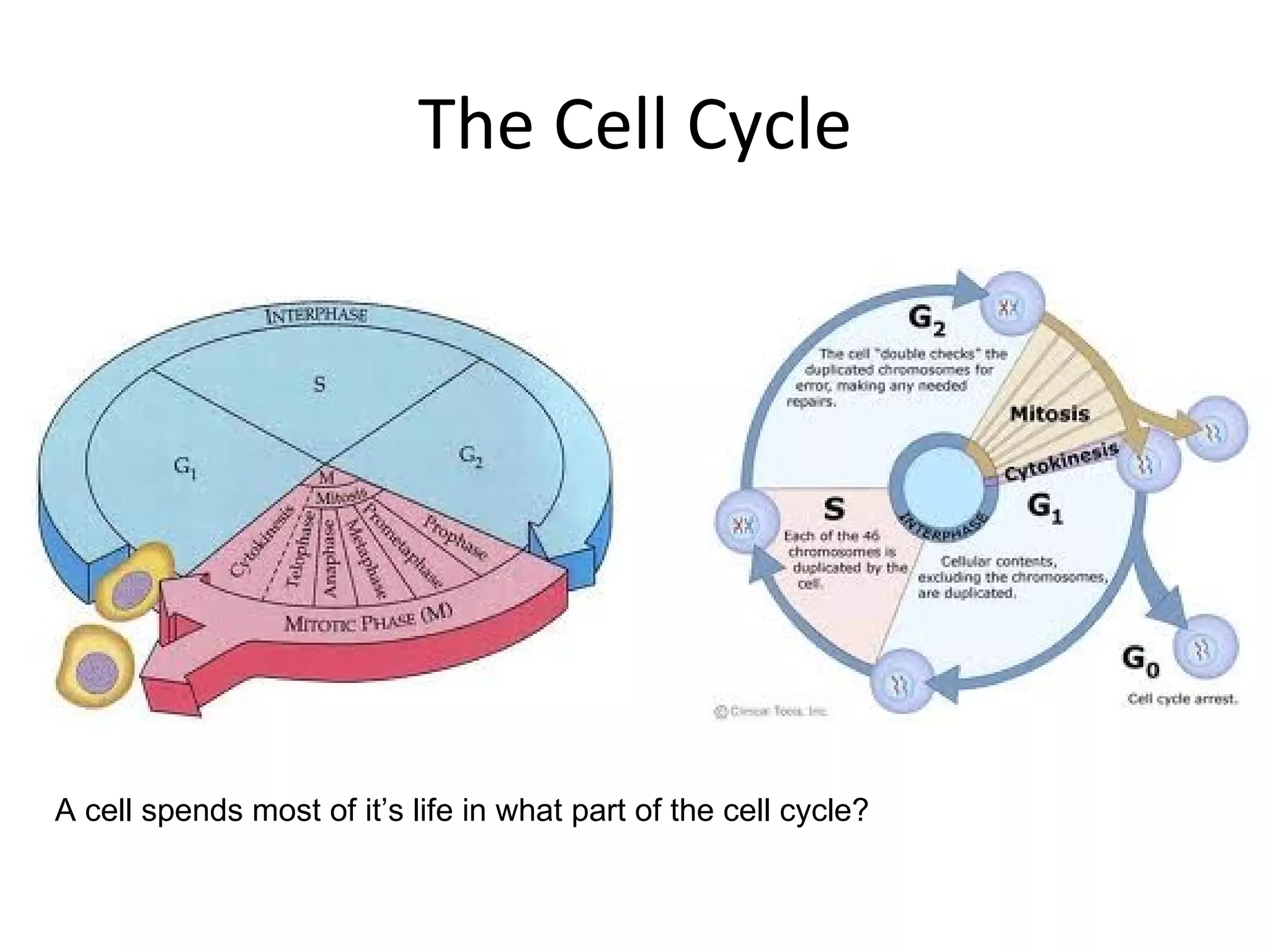 Mitosis introduction | PPT