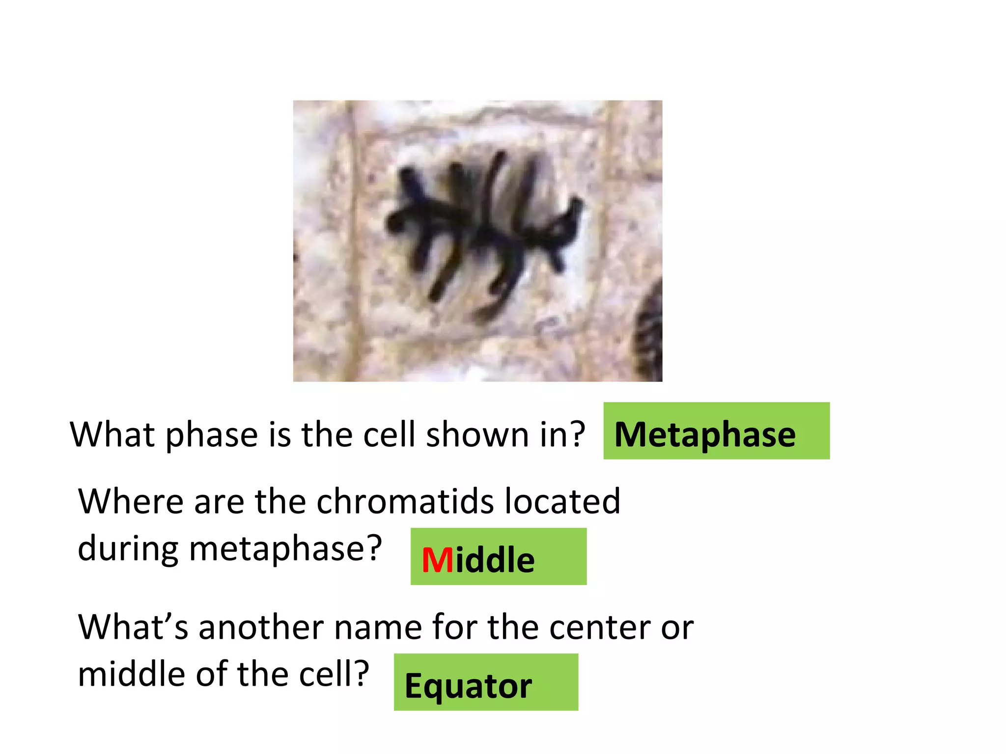 Mitosis introduction | PPT