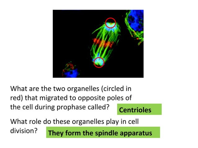 Mitosis introduction | PPT