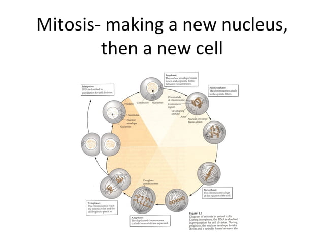 Mitosis introduction | PPT