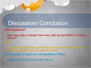 AP Biology Mitosis investigation | PPT