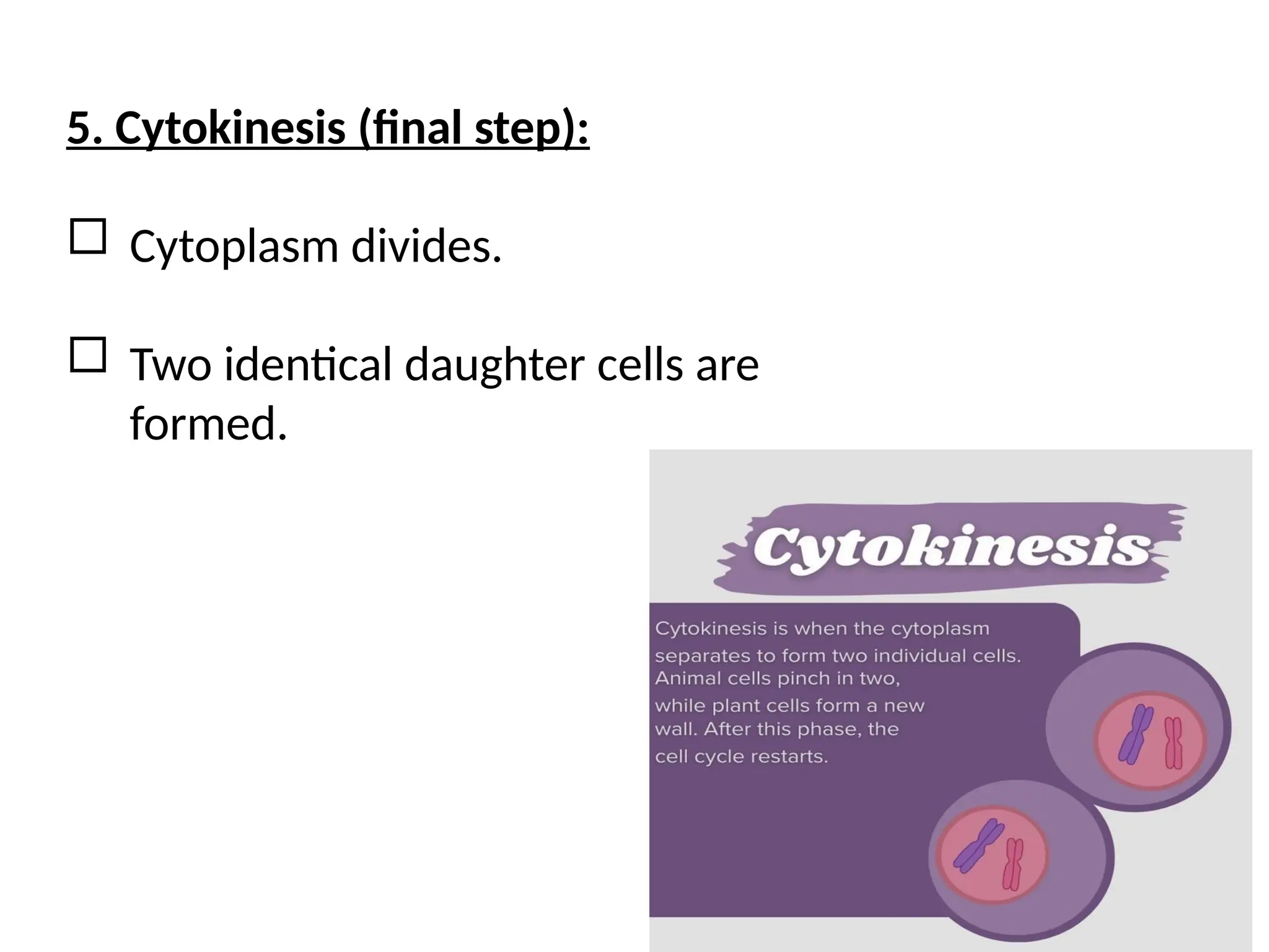 MITOSIS CELL DIVISION Mitosis is a type of cell division that occurs in ...