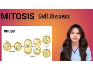 MITOSIS CELL DIVISION Mitosis is a type of cell division that occurs in ...