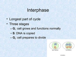 Mitosis Lab | PPT