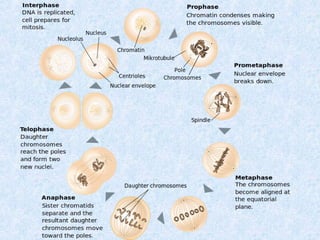 Mitosis Lab | PPT