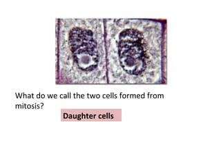 Mitosis lab ppt | PPT