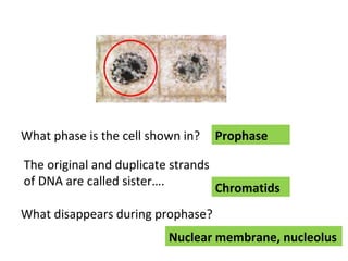 Mitosis lab ppt | PPT