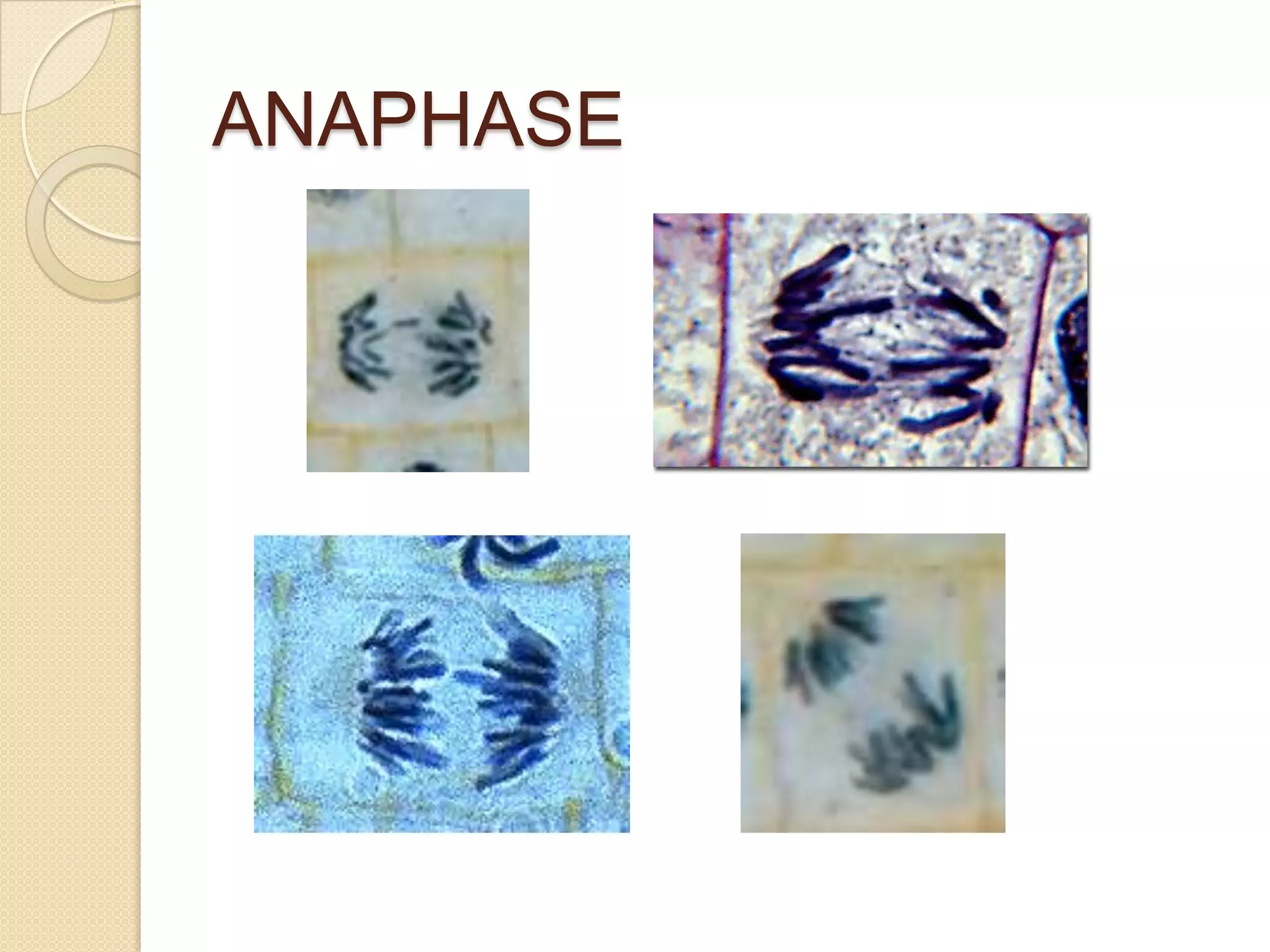 Mitosis lab Onion Root Tip | PPTX