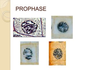 Mitosis lab Onion Root Tip | PPTX