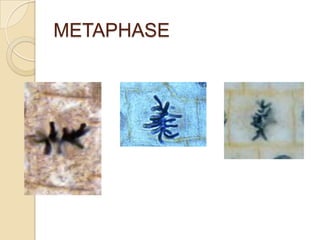 Mitosis lab Onion Root Tip | PPTX