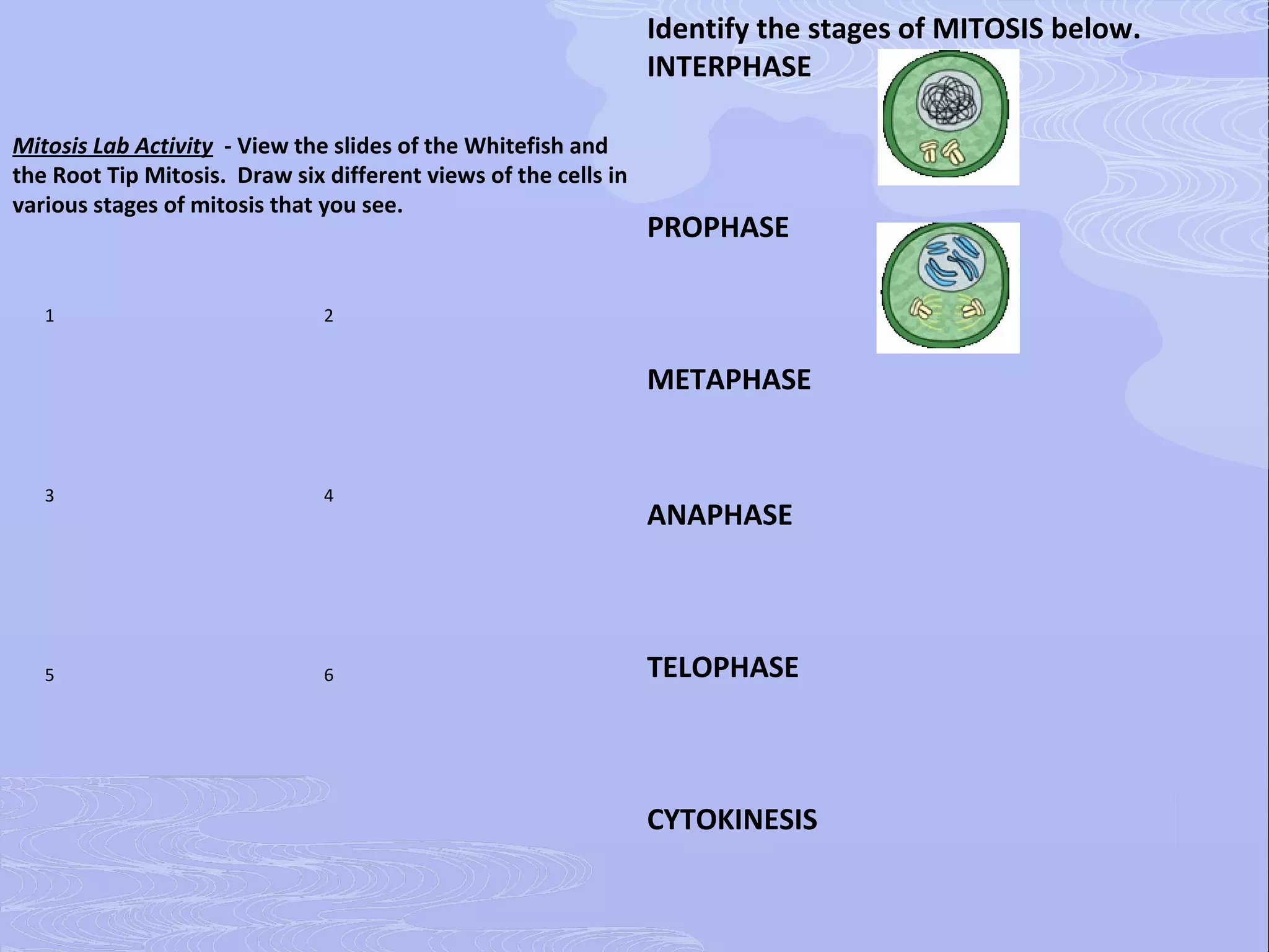 Mitosis lesson 1 | PPT