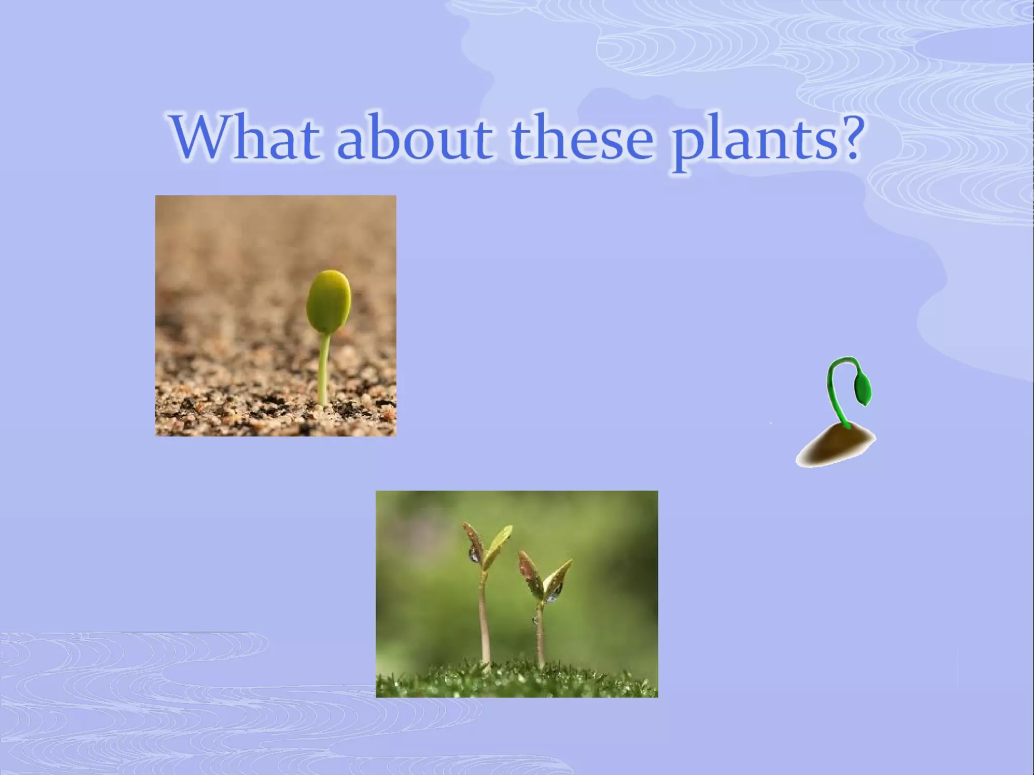 Mitosis lesson 1 | PPT