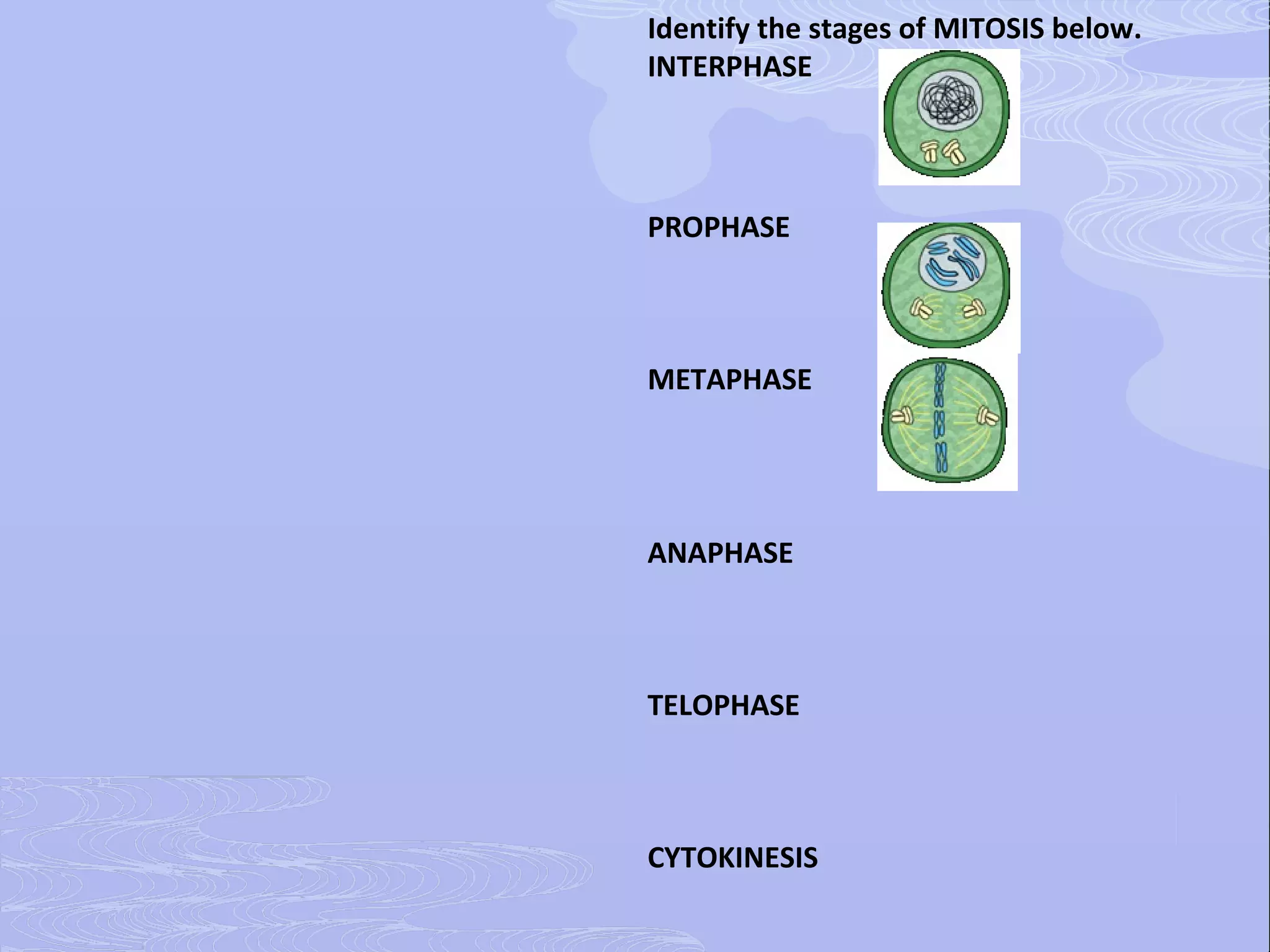 Mitosis lesson 1 revised | PPT