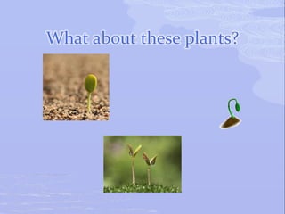 Mitosis lesson 1 revised | PPT