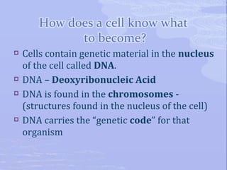 Mitosis lesson 1 revised | PPT