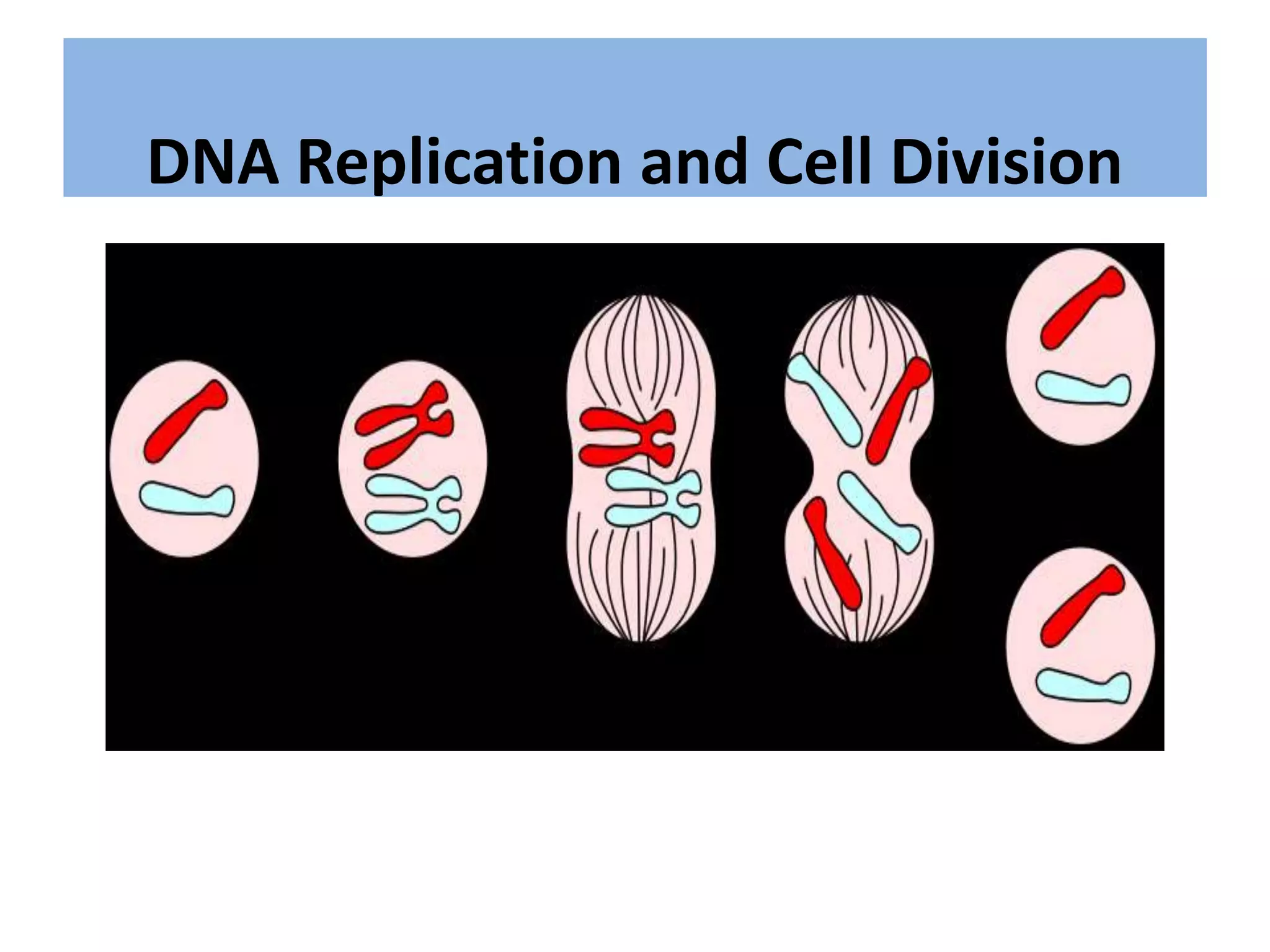 Mitosis , Cell division | PPTX