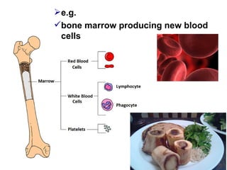 Mitosis & meiosis | PPT