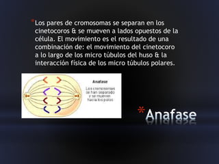 Mitosis & meiosis | PPTX