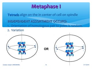 Mitosis& meiosis | PPT