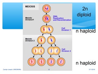 Mitosis& meiosis | PPT