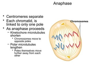 Mitosis, Meiosis, telophase,anaphase, .ppt