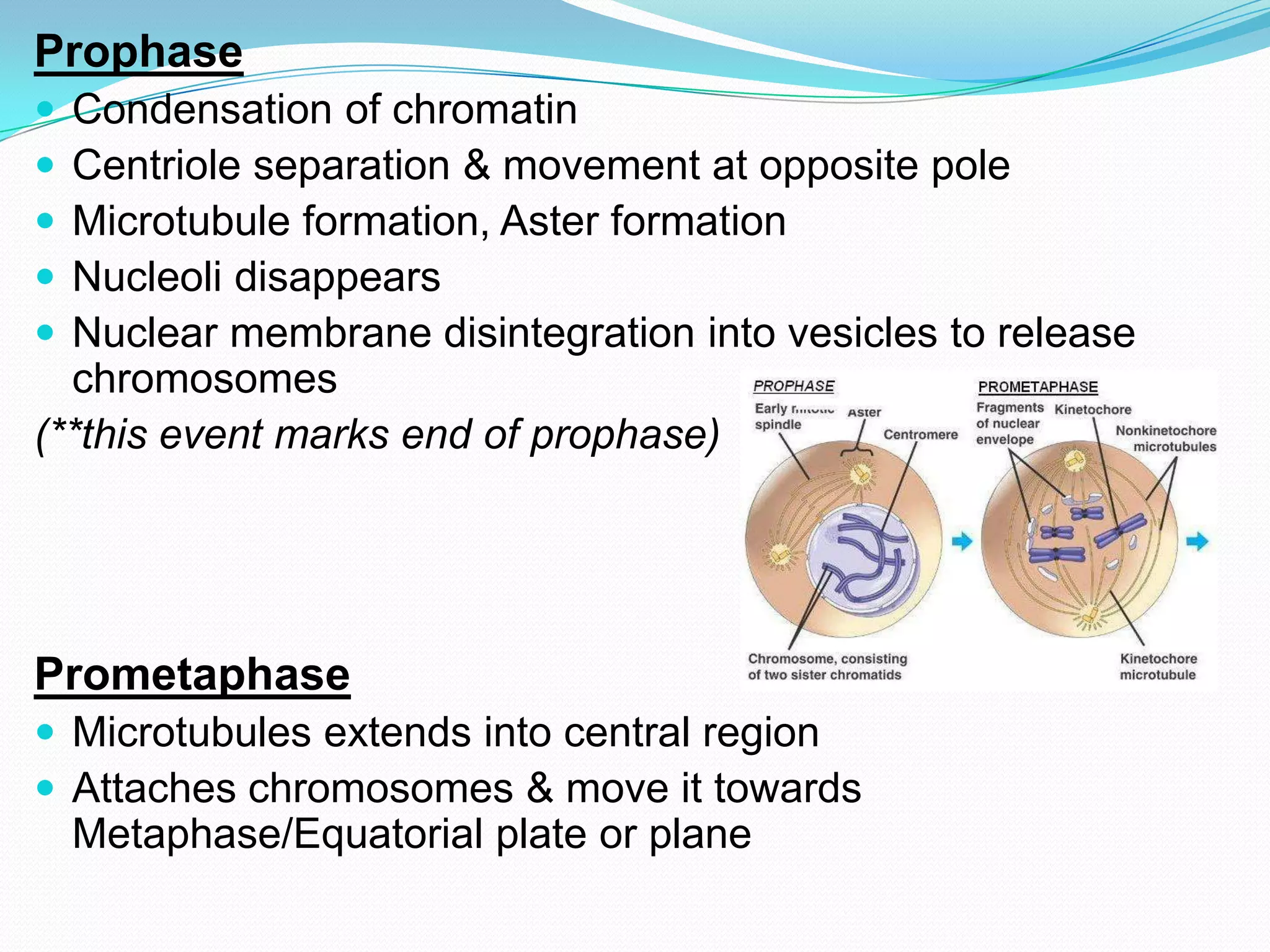 Mitosis meiosis- Dr.Gourav | PPTX | Biological Sciences | Science