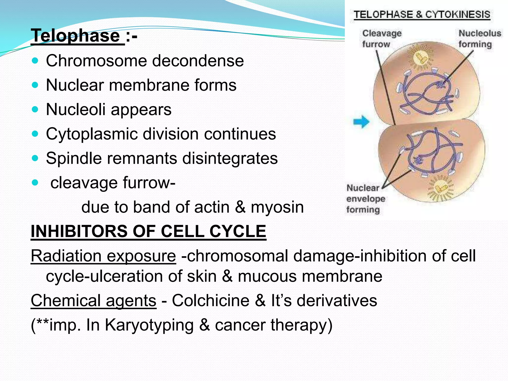 Mitosis meiosis- Dr.Gourav | PPTX | Biological Sciences | Science