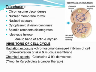 Mitosis meiosis- Dr.Gourav | PPTX