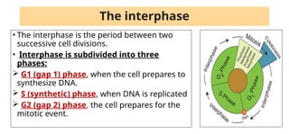 Mitosis,meiosis and cytogenetics revision.pptx