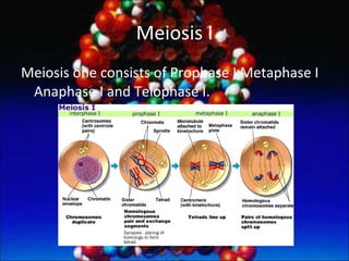 Mitosis meiosis and dna
